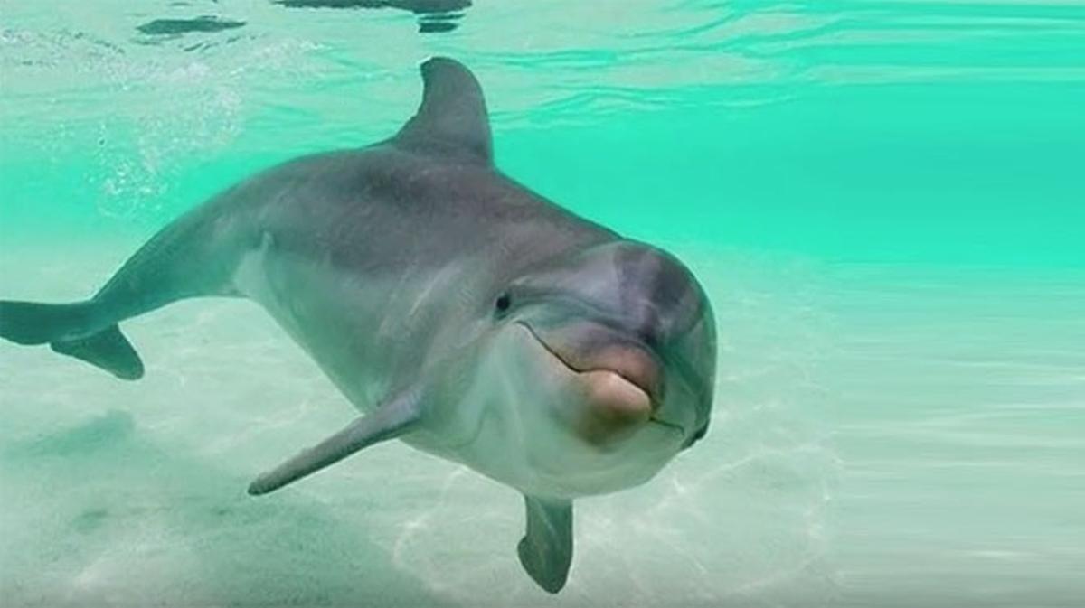Diverses famílies de dofins freqüenten el litoral de Barcelona