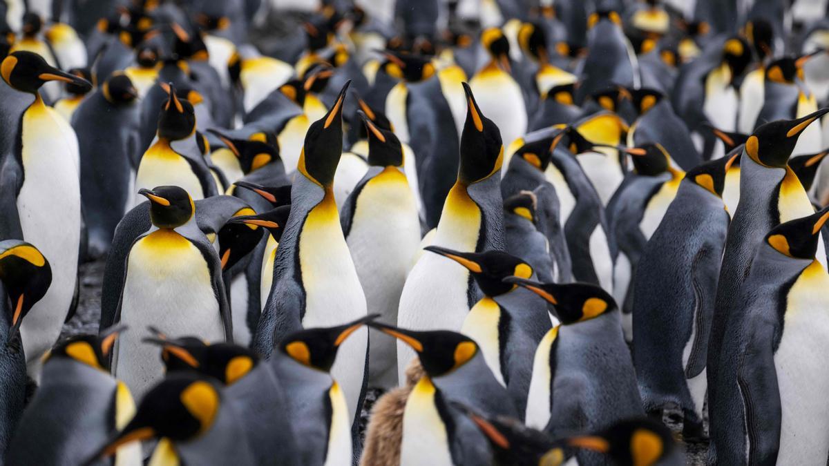 Elefantes marinos rodeados de pingüinos en la Isla Desolación | FOTOS