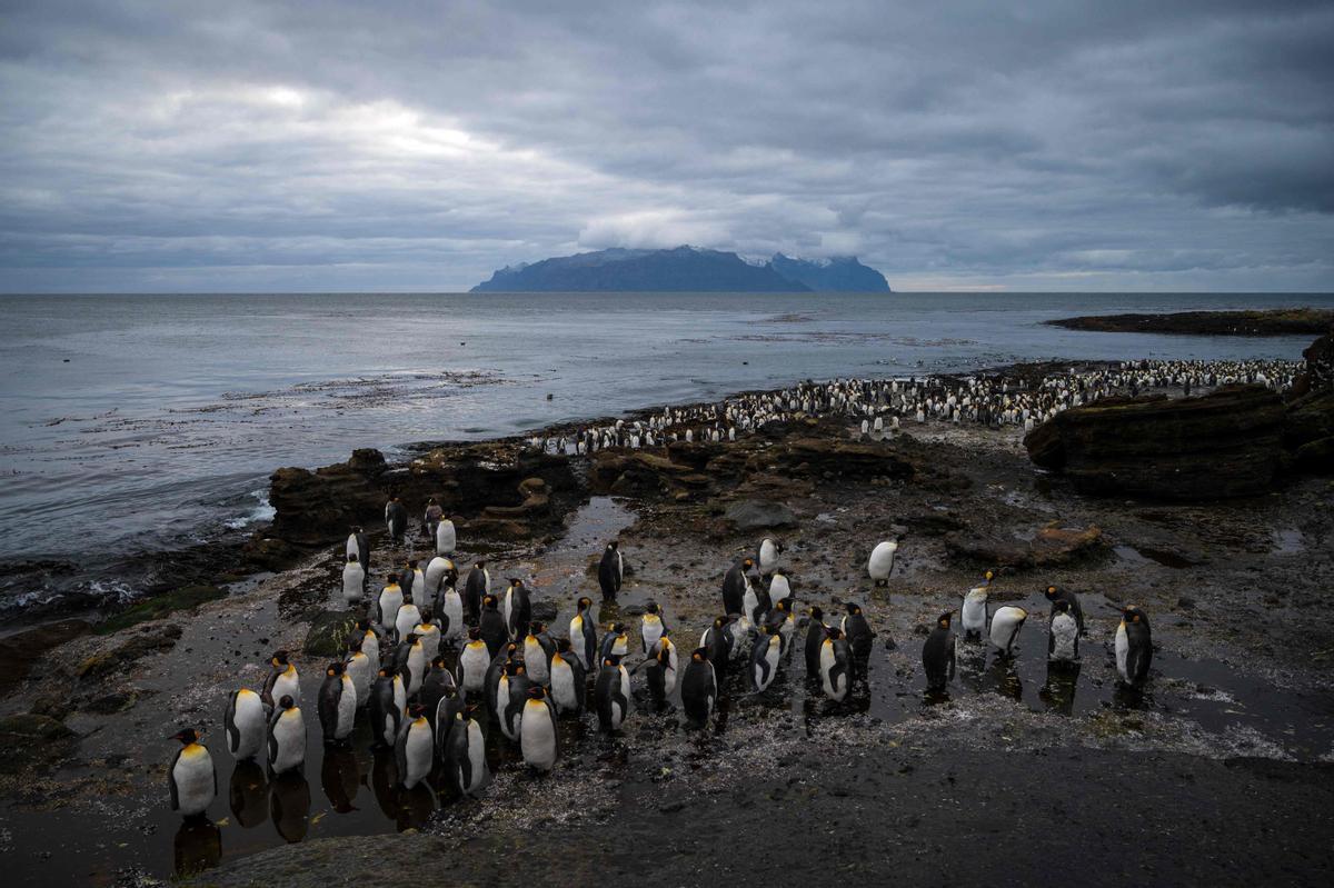 Elefantes marinos rodeados de pingüinos en la Isla Desolación | FOTOS