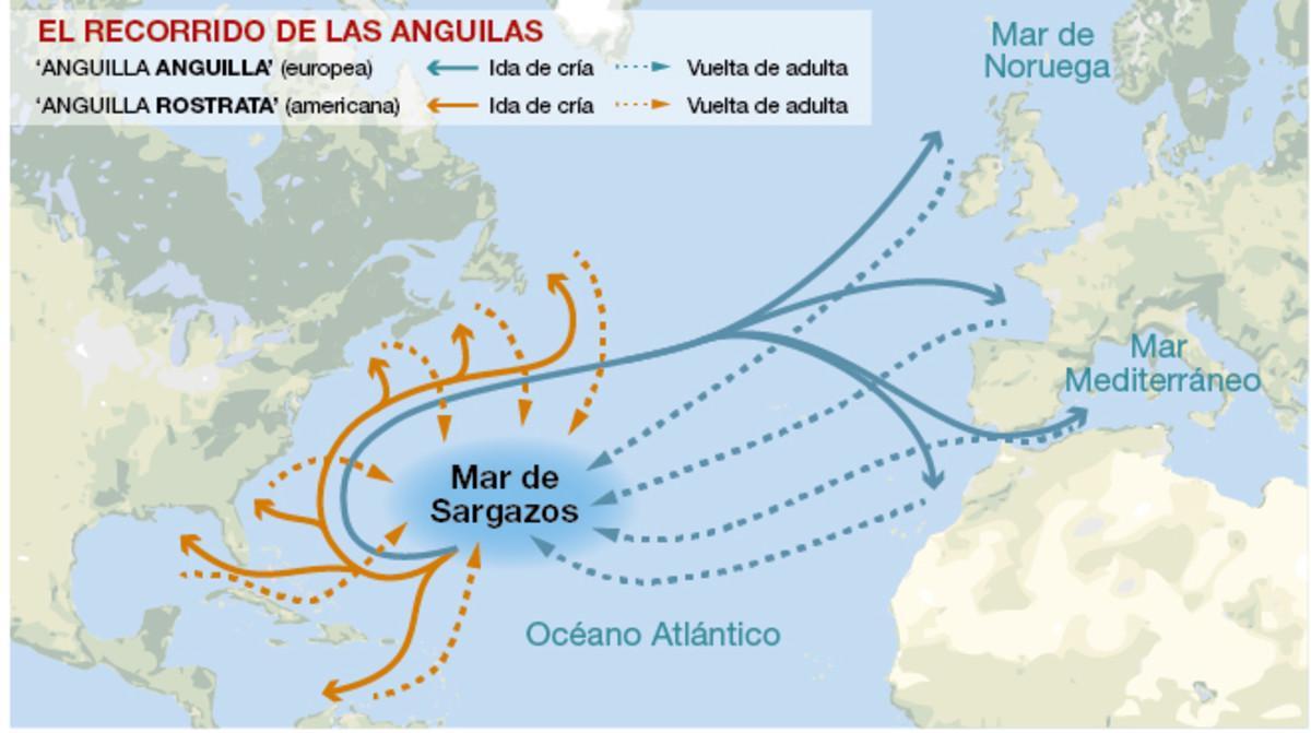 El largo viaje de las anguilas (con un transmisor)