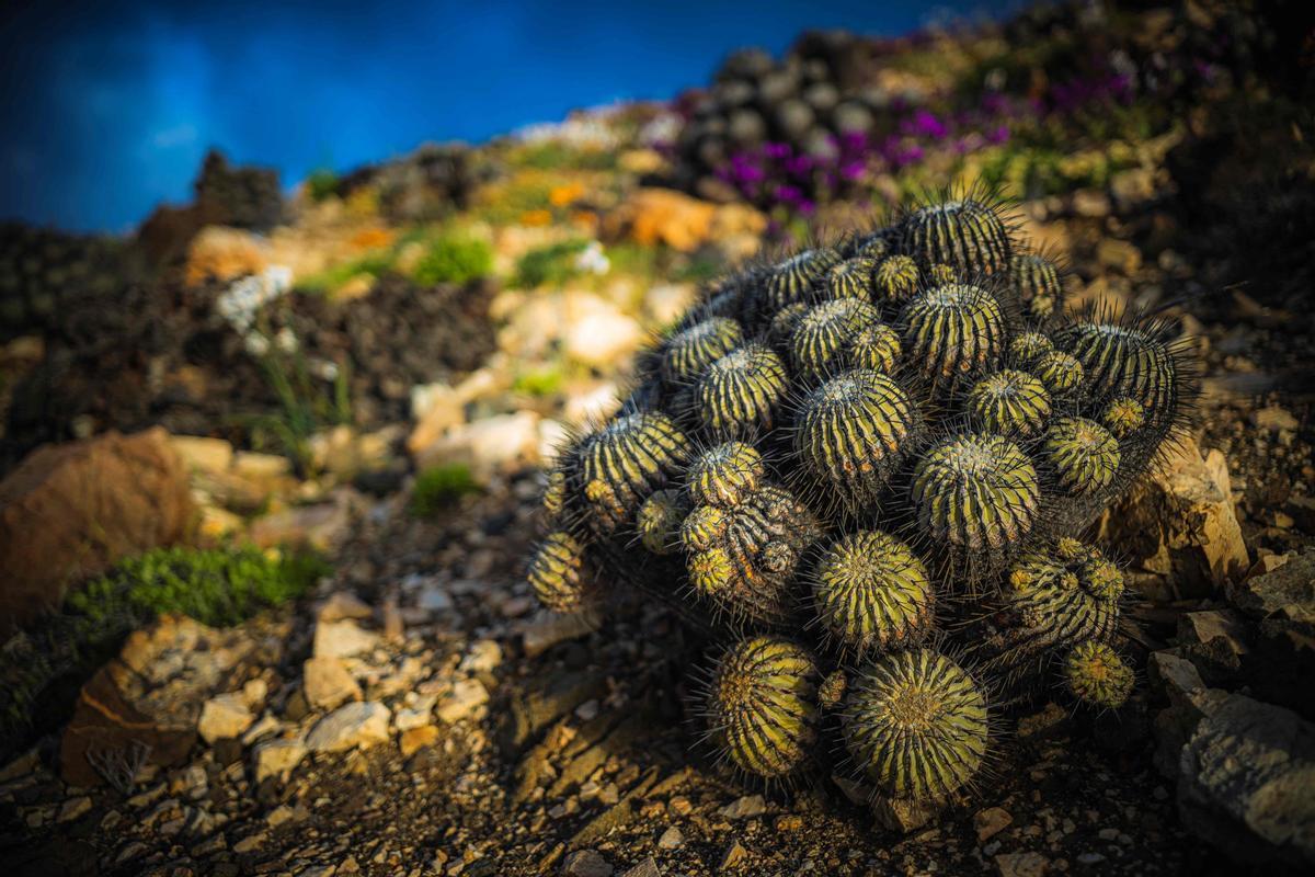 Las flores colorean el desierto de Atacama, en Chile | FOTOS