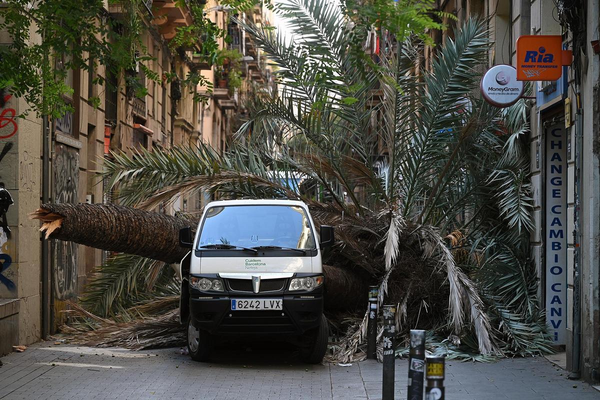 FOTOS | Esta es la palmera que ha matado a una chica en el Raval al ...