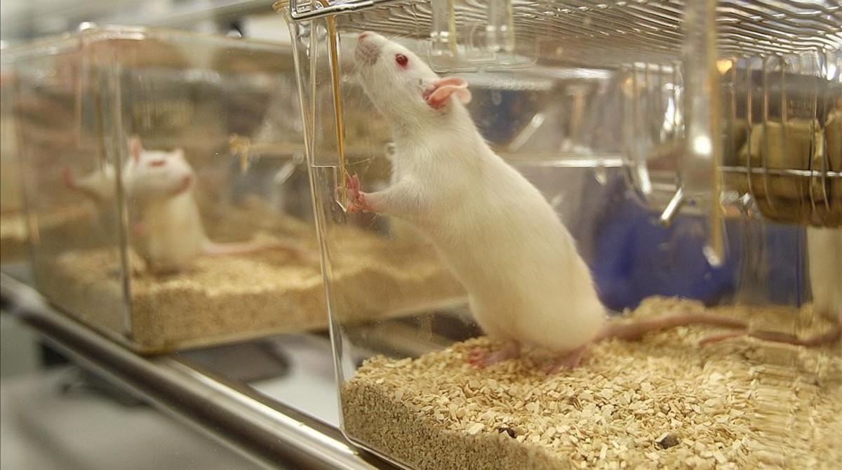 Las ratas también se ríen