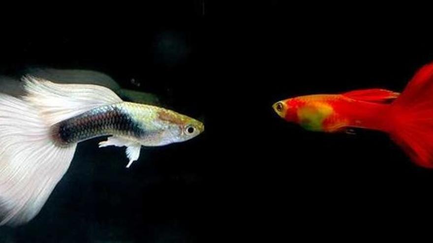 Los peces más 'feos' tienen un esperma de mejor calidad