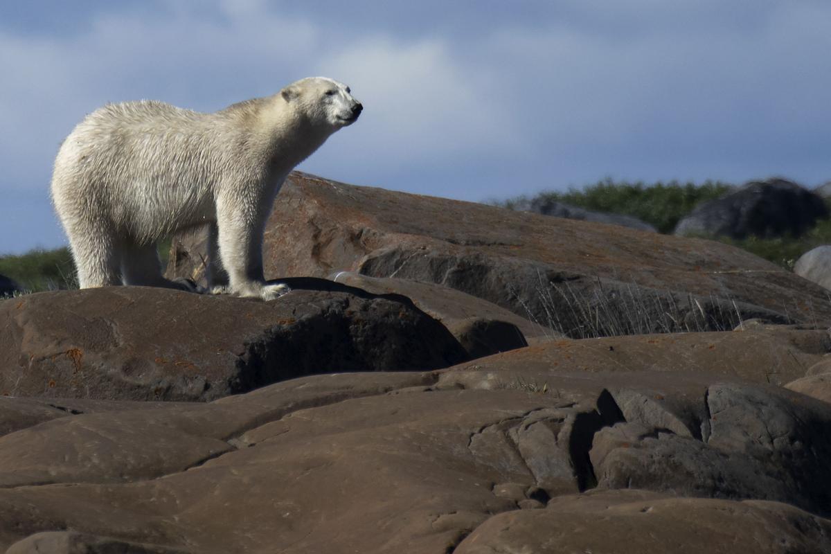 Así viven los osos polares en Hudson Bay (Canadá) | FOTOS