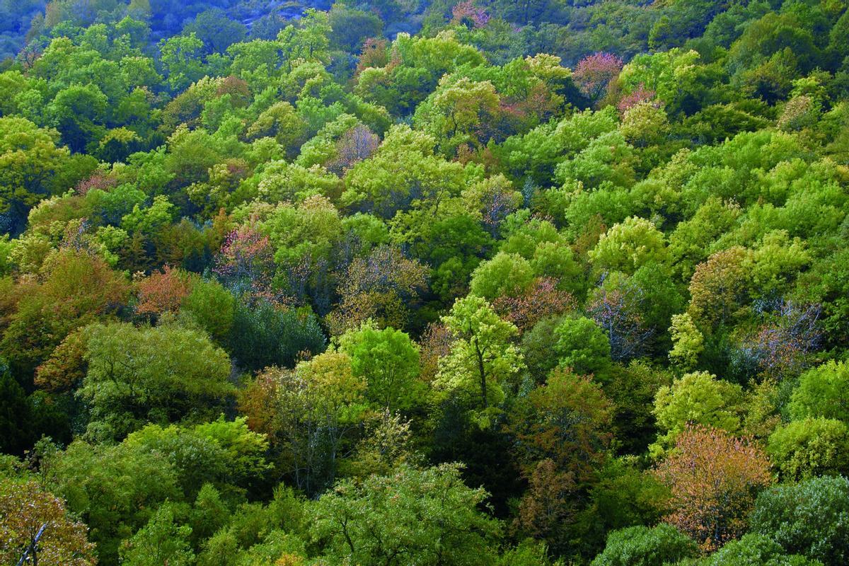 Los bosques gallegos tocan el cielo