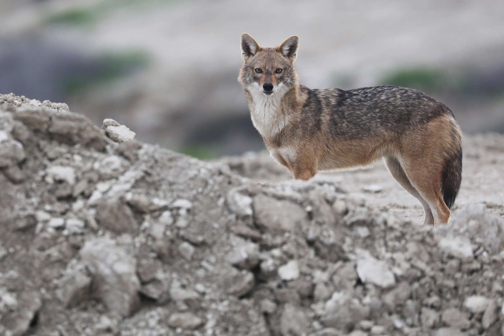 El chacal dorado, detectado por primera vez en la Península Ibérica