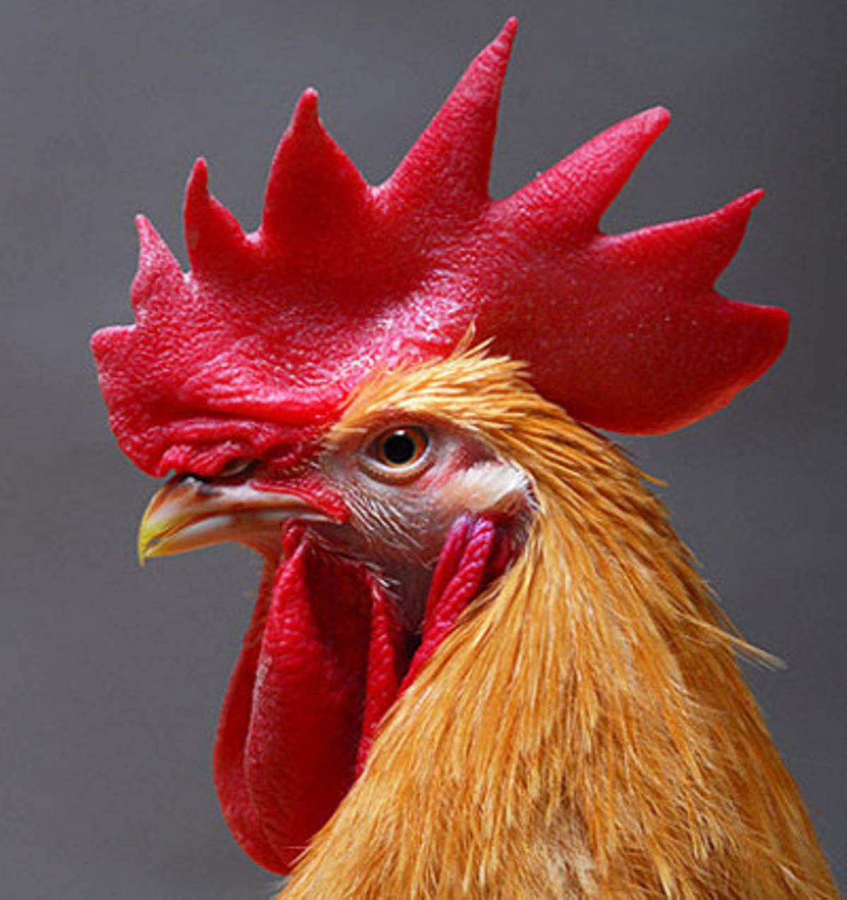 Unos investigadores crean unos pollos que no transmiten la gripe aviaria