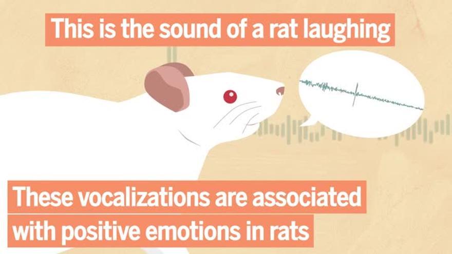 Las ratas también se ríen