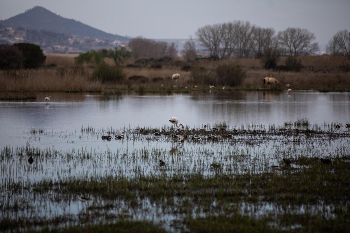 El Remolar-Filipines, humedales de la desembocadura del rio Llobregat ...