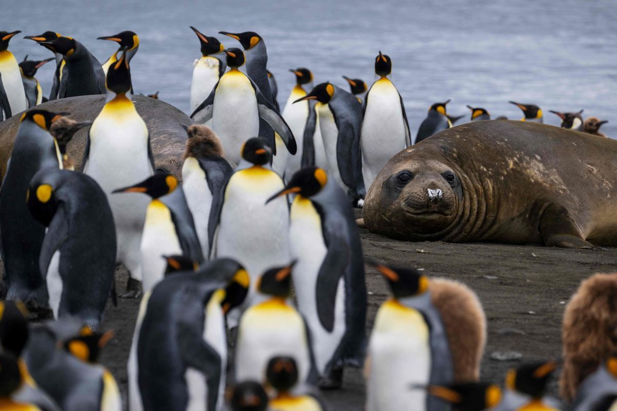 Elefantes marinos rodeados de pingüinos en la Isla Desolación | FOTOS