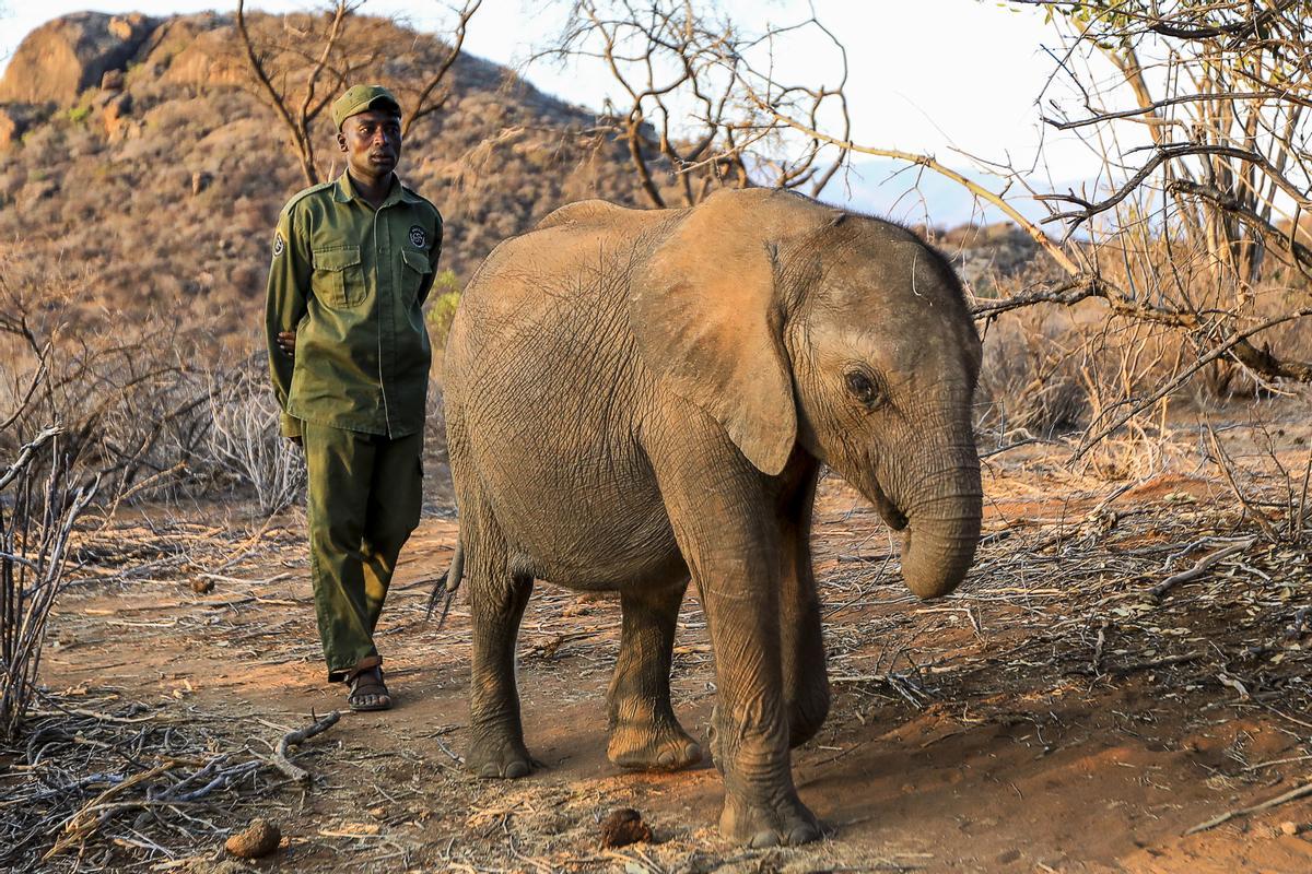 La sequía en Kenia afecta a los elefantes | FOTOS