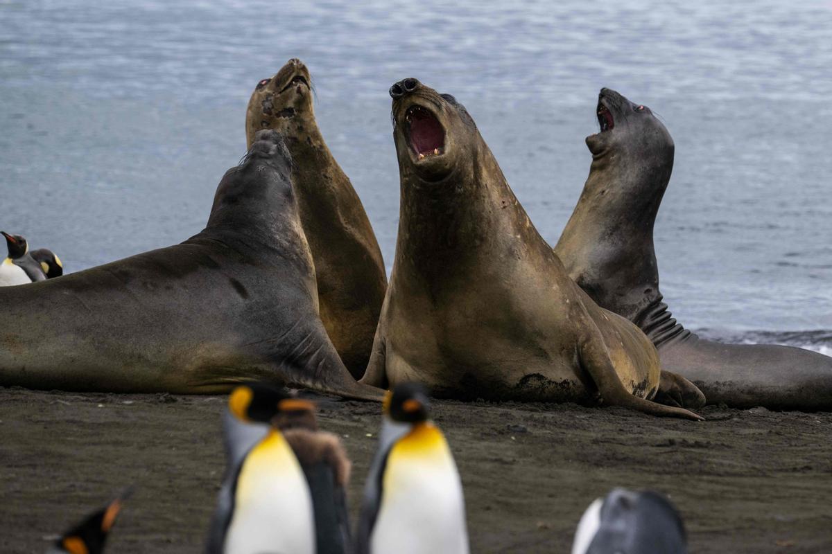 Elefantes marinos rodeados de pingüinos en la Isla Desolación | FOTOS