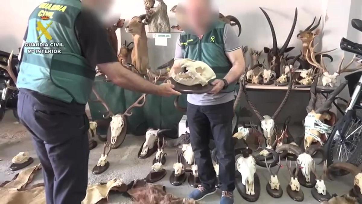 Tráfico de animales disecados/VIDEO