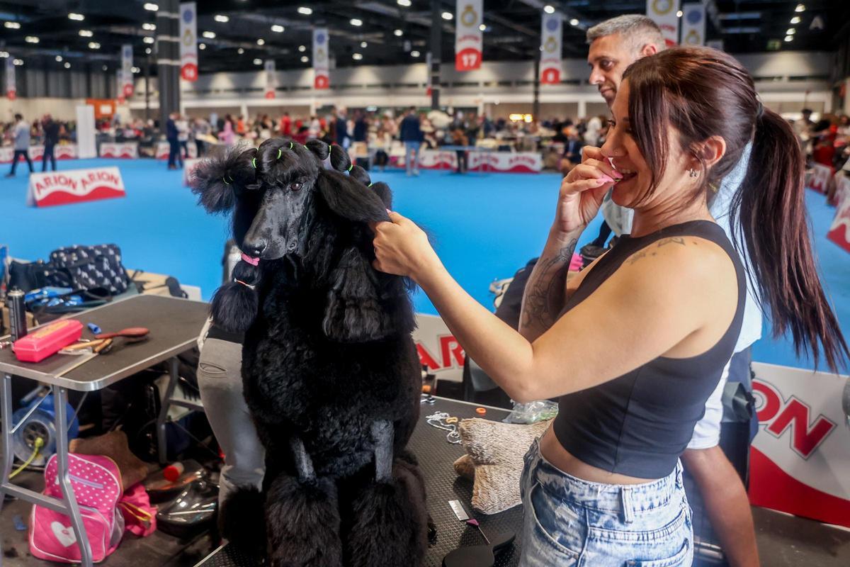 Mad Dog Show: fiebre por los perros en Madrid | FOTOS