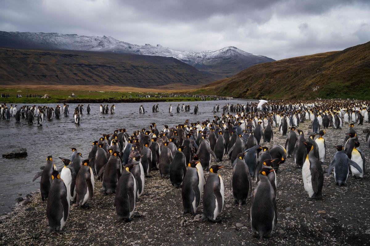 Elefantes marinos rodeados de pingüinos en la Isla Desolación | FOTOS
