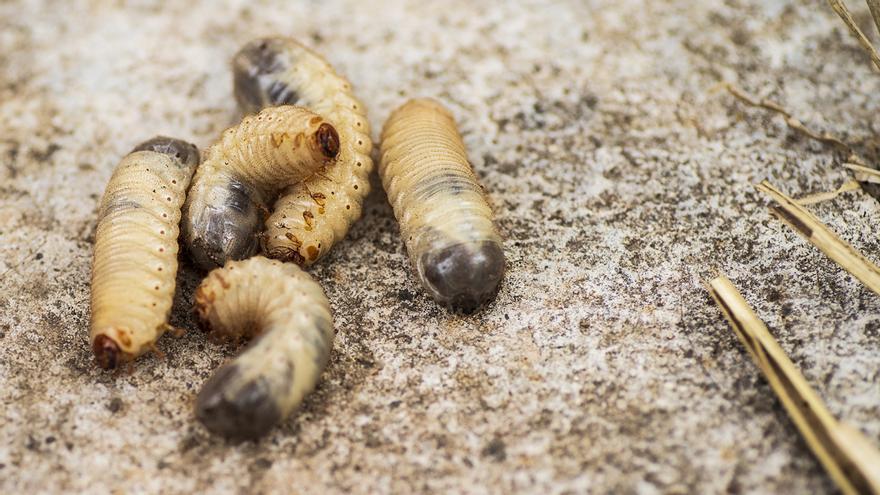 La nueva lista de insectos comestibles que podemos degustar los europeos