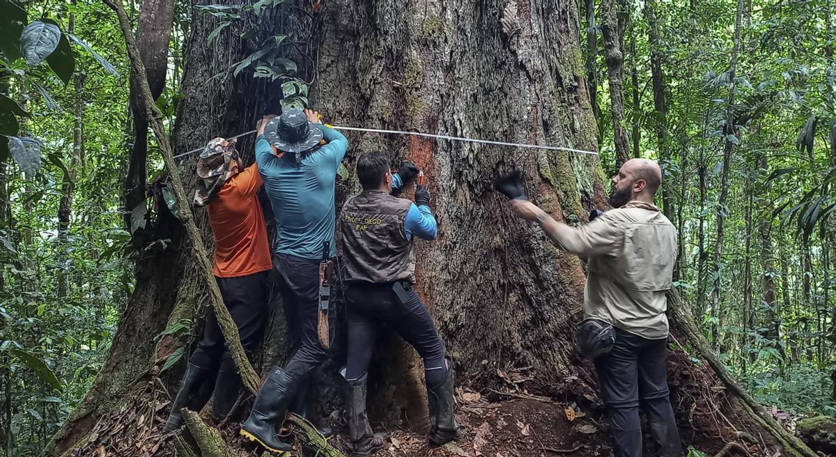 Descubren el árbol más alto de la selva amazónica