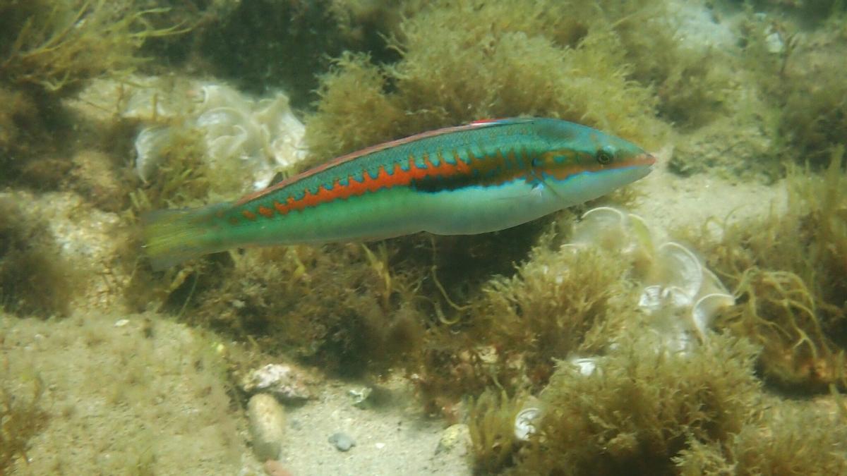 Peces que se pueden ver haciendo snorkel en Barcelona | FOTOGALERÍA