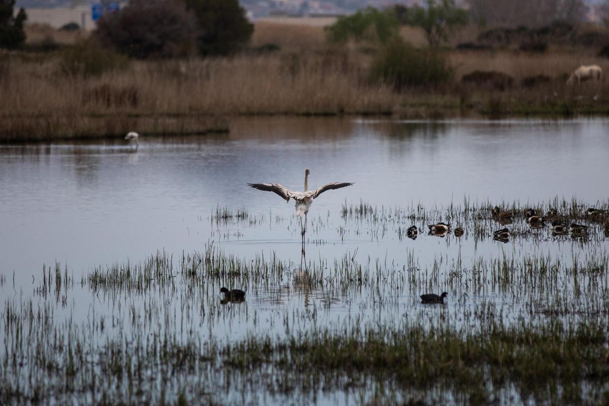 El Remolar-Filipines, humedales de la desembocadura del rio Llobregat ...