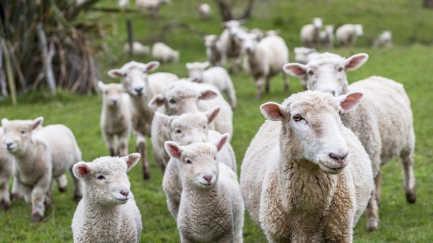 "¿A qué grupo pertenecemos, al de las ovejas o al de los lobos?"