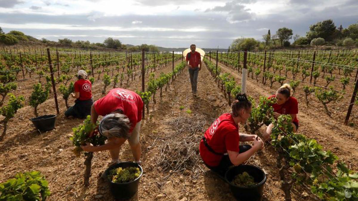 Empieza la vendimia con la uva 'muscat blanc' en Francia