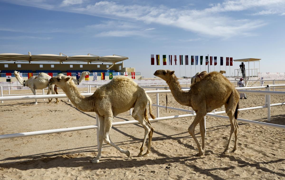 Concurso de belleza de camellos en Qatar | FOTOS