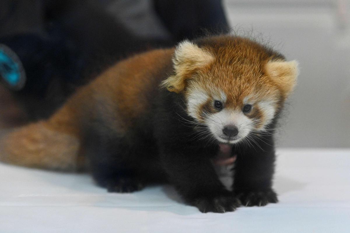 Dos cachorros de panda rojo, presentados en Yokohama (Japón) | FOTOS