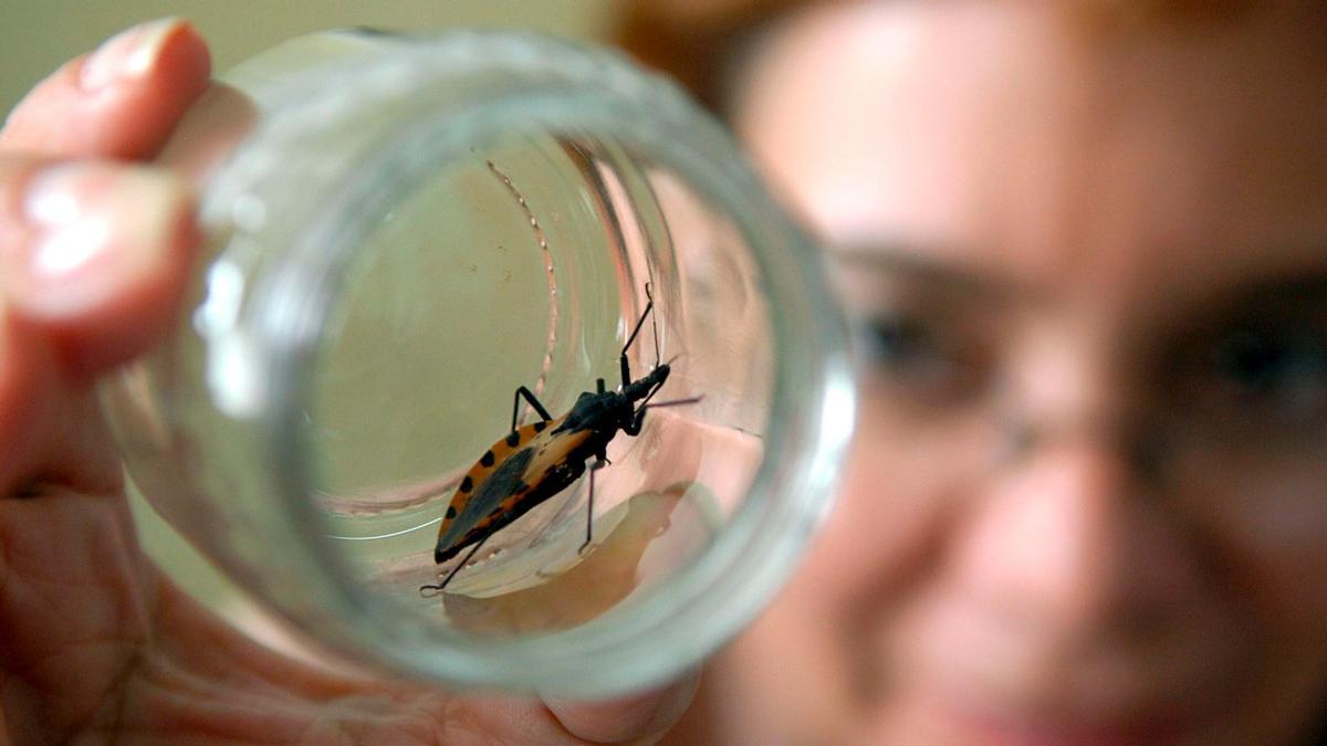 Enfermedad de Chagas: síntomas y en qué consiste