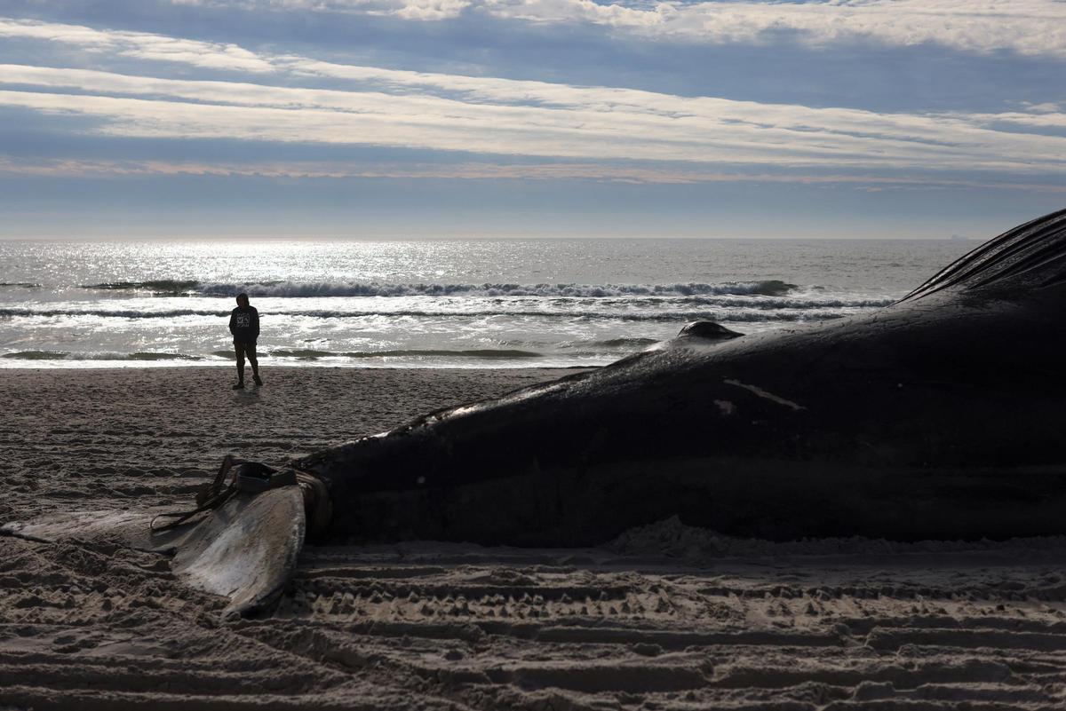 La ballena jorobada muerta en la playa de Lido Beach, Nueva York