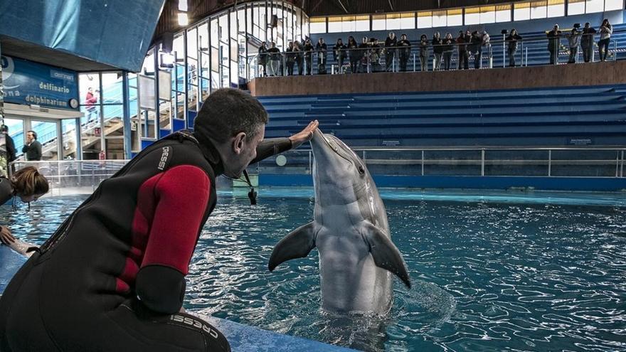 Els dofins de BCN estrenaran l'experiment dels nous santuaris
