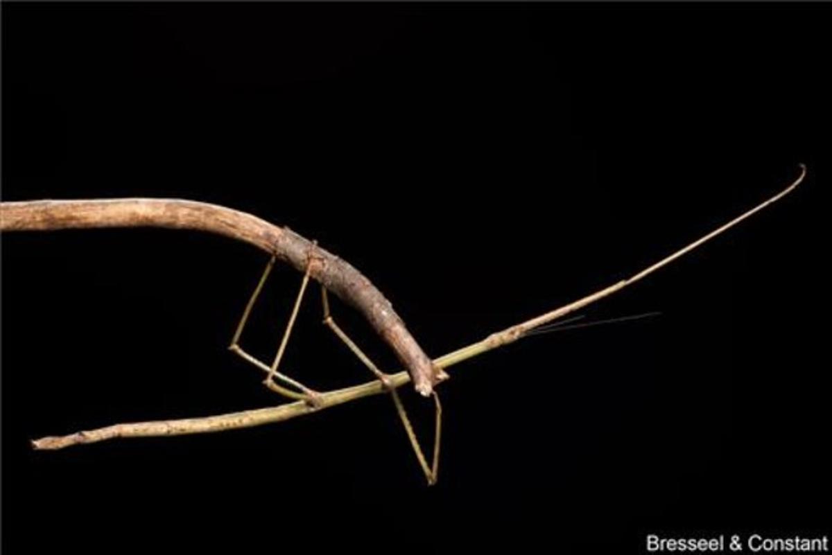 'Top Ten' Especies