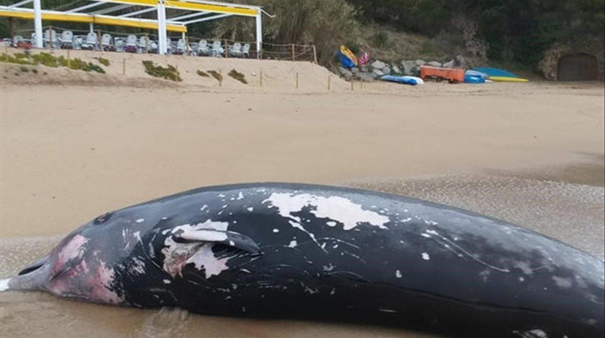 La ballena muerta en Tossa fue embestida por un barco