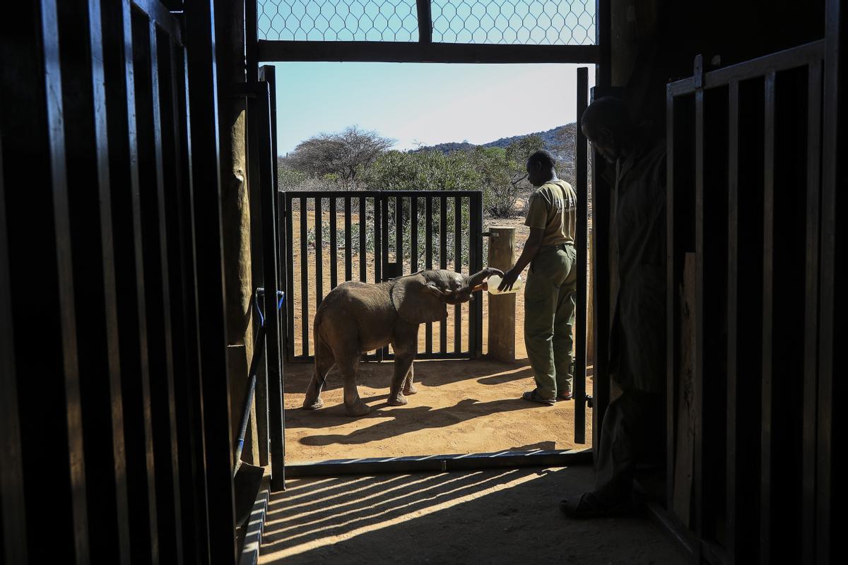 La sequía en Kenia afecta a los elefantes | FOTOS
